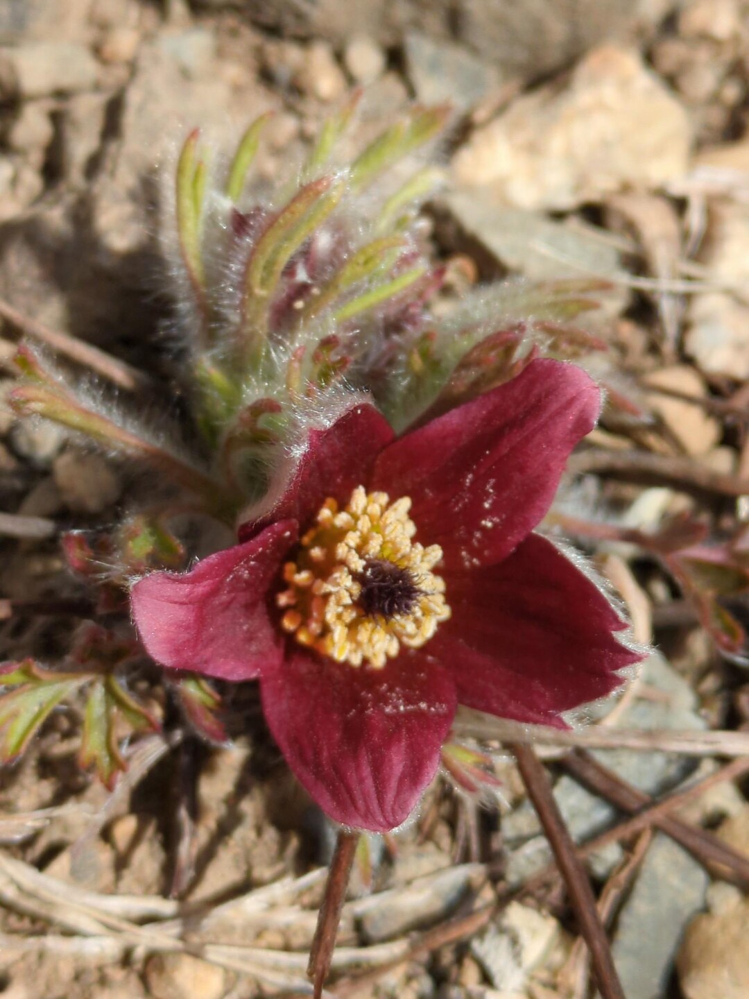 富岡アルプス/龍王山・吾妻山 / reoさんの大桁山・鍬柄岳・御堂山の活動データ | YAMAP / ヤマップ