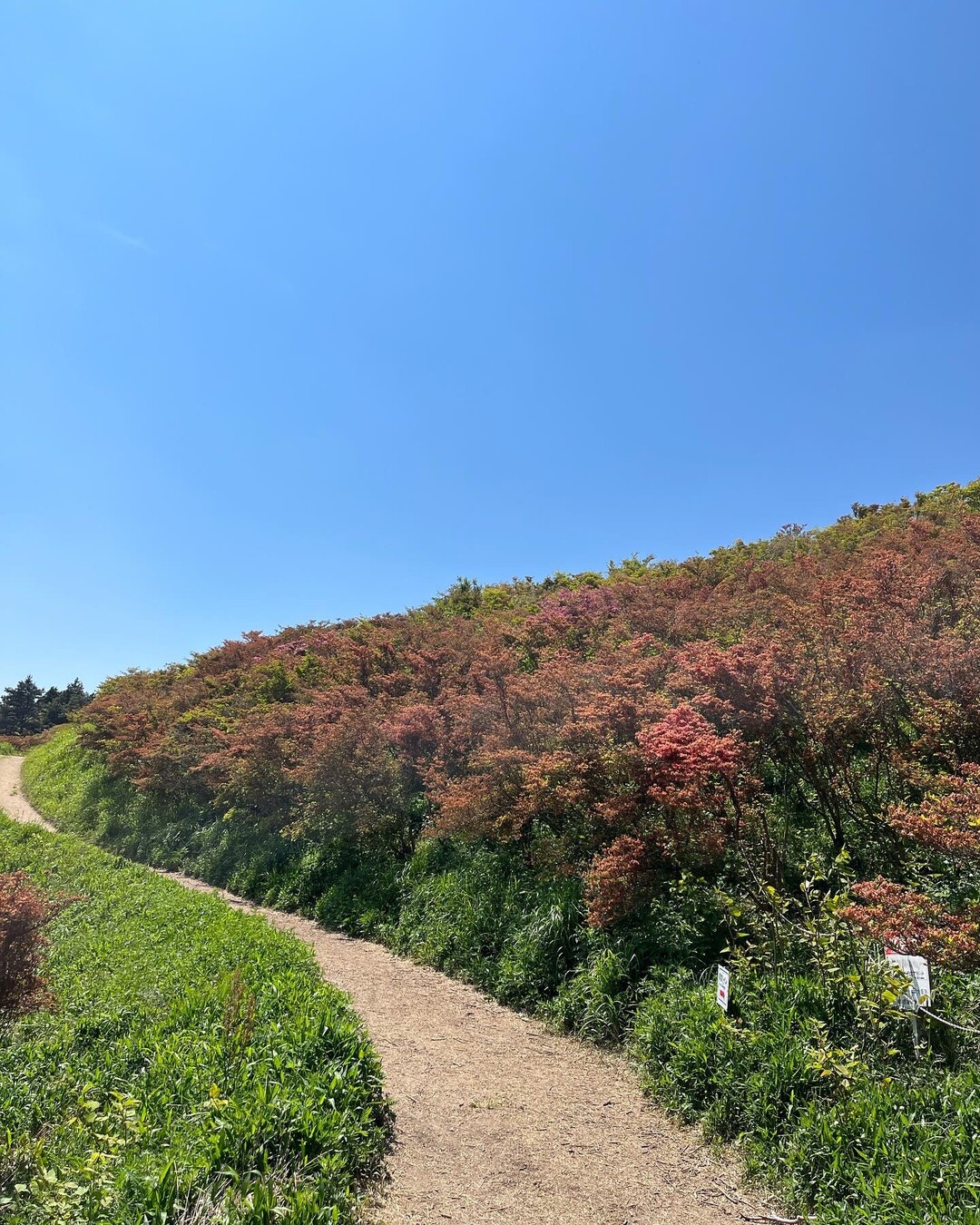 葛城山 / sinnさんの金剛山・二上山・大和葛城山の活動データ | YAMAP / ヤマップ