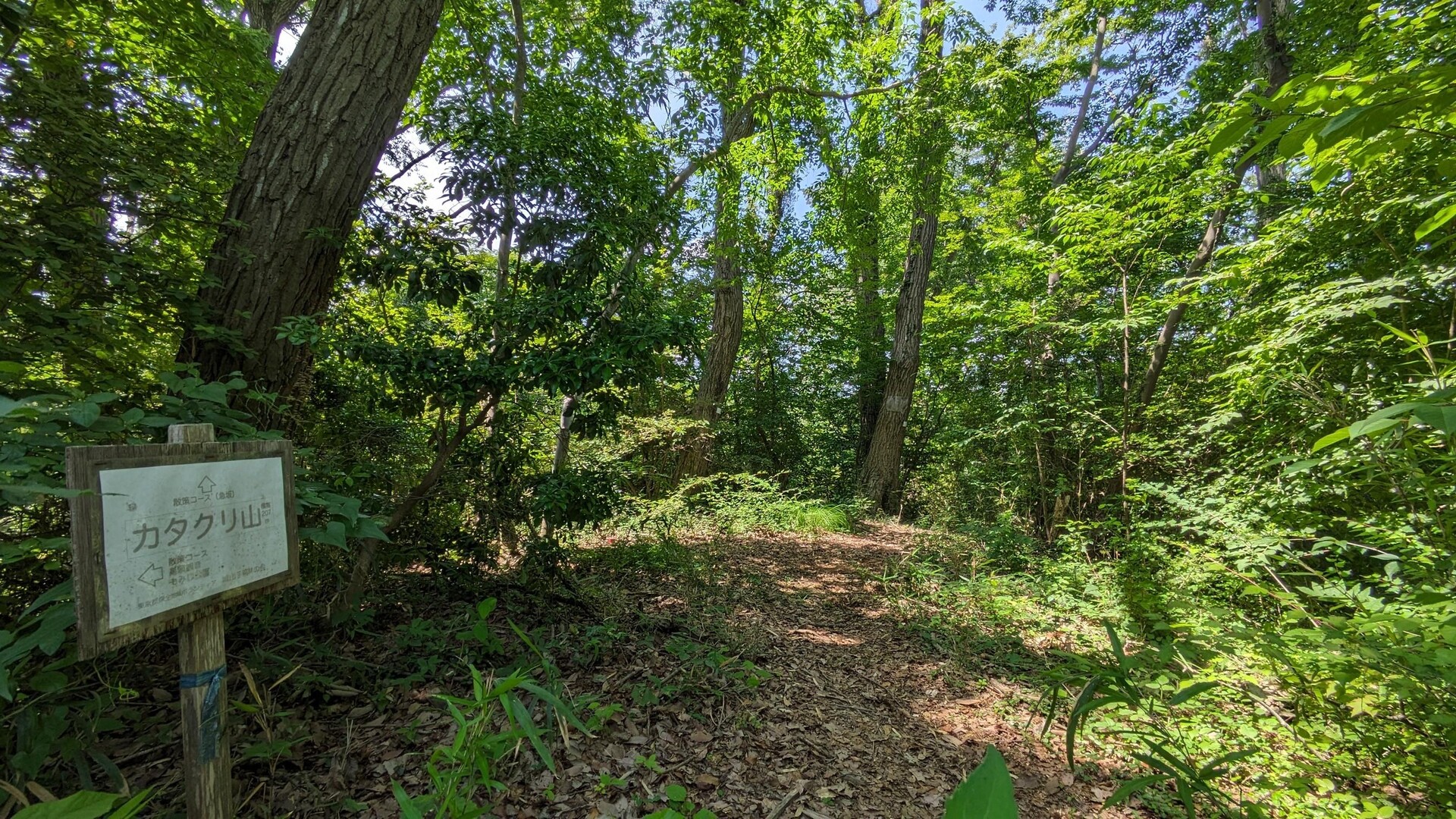 カタクリ山 / ko usさんの高尾山・陣馬山・景信山の活動日記 | YAMAP / ヤマップ