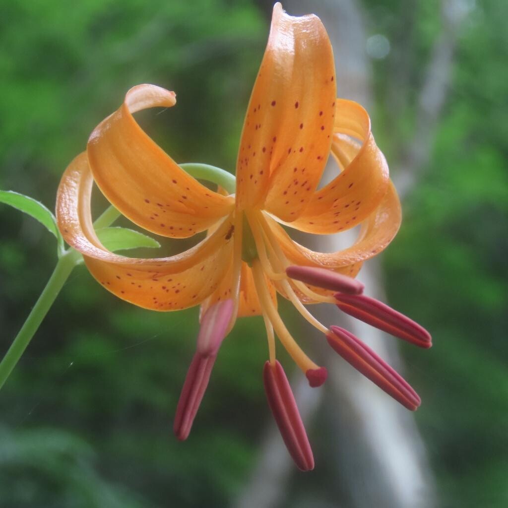 山頂に日本蝮がいたよ 焼山（豊平山） / rukamakiさんの豊平山（焼山）の活動データ | YAMAP / ヤマップ