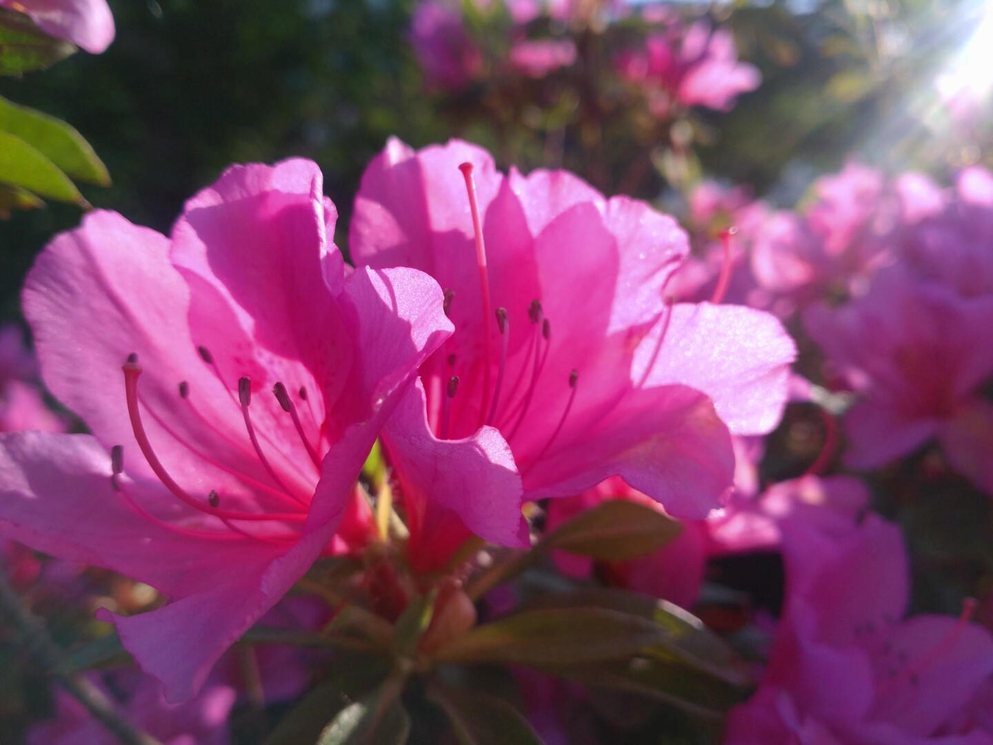 朝露に濡れた 美しいツツジたち。 ... / yuiさんのモーメント | YAMAP / ヤマップ