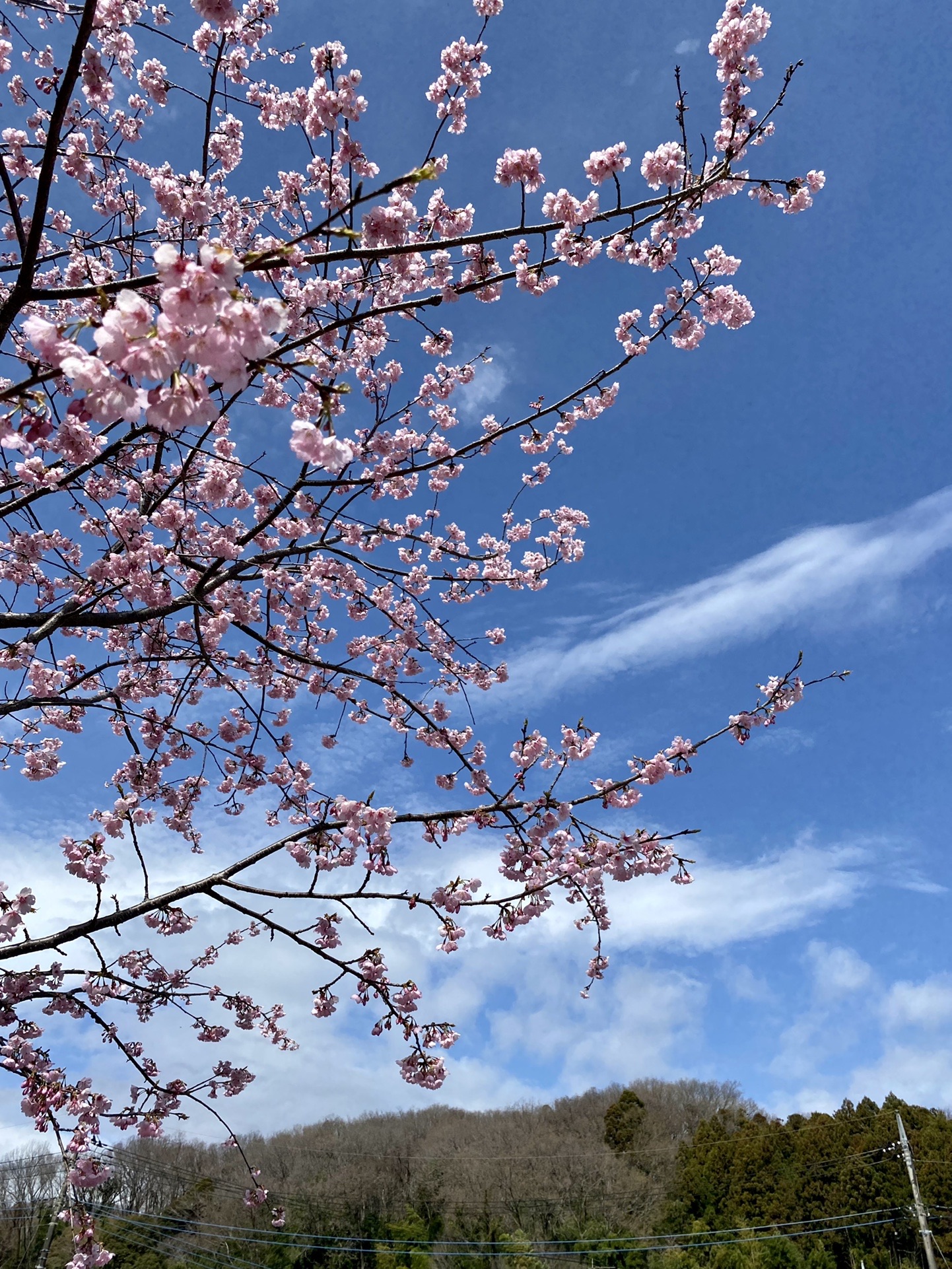 カタクリの里→津久井城山ハイキング / Pelliotさんの高尾山・陣馬山・景信山の活動データ | YAMAP / ヤマップ