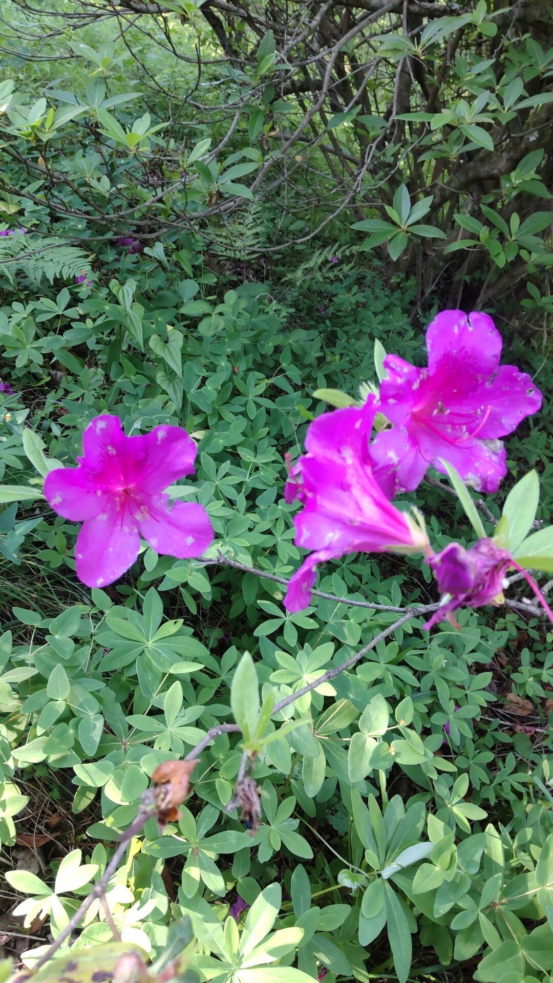 桜山 / B.Bearさんの城山・三増峠の活動データ | YAMAP / ヤマップ