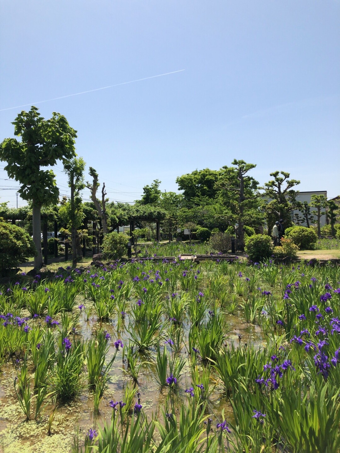 和歌に詠まれし名勝 八橋のかきつばた観賞〜知立・富士松・沓掛城趾〜徳重（名鉄HK） / SAGさんのウォーキングの活動データ | YAMAP / ヤマップ