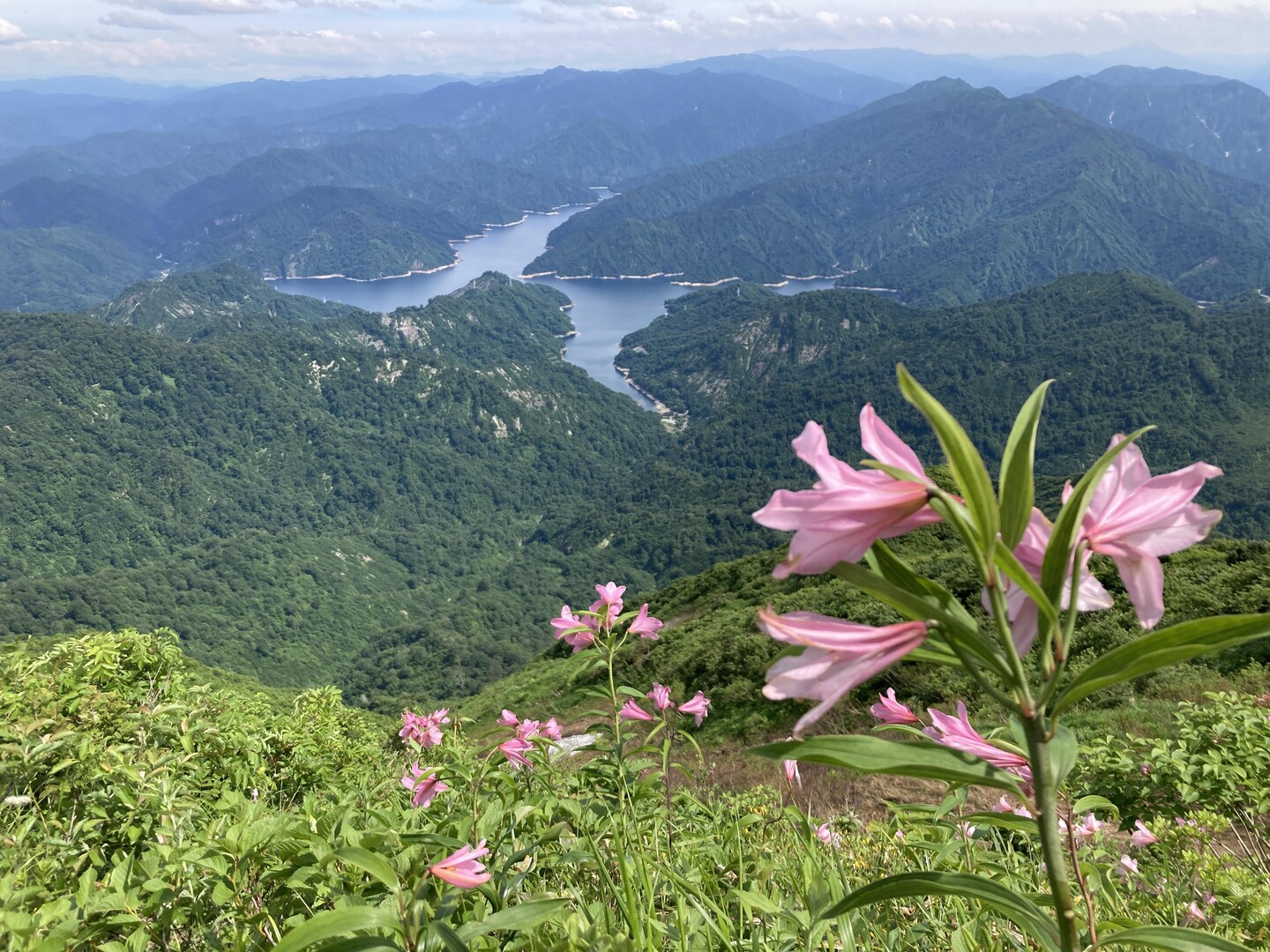 ヒメサユリの飾る浅草岳 / hi-chanさんの浅草岳・鬼ヶ面山の活動データ | YAMAP / ヤマップ