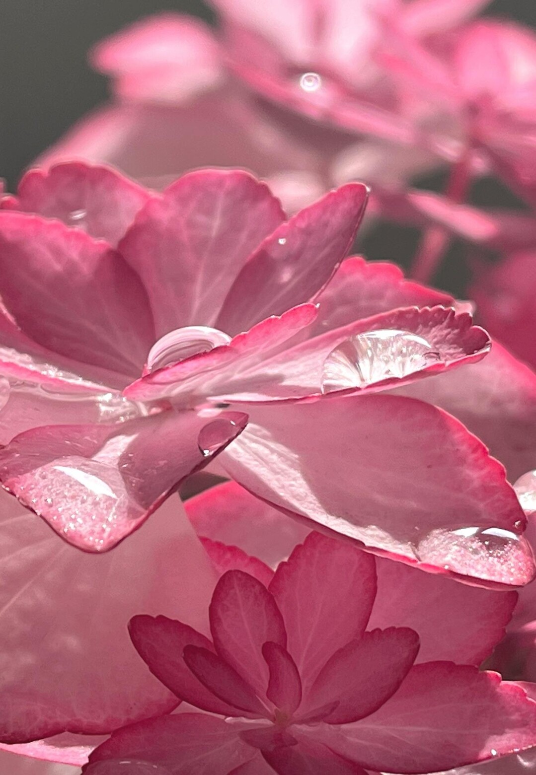 水たまたま♡☺️🌸 お山はキャンセル... / miiさんのモーメント | YAMAP / ヤマップ