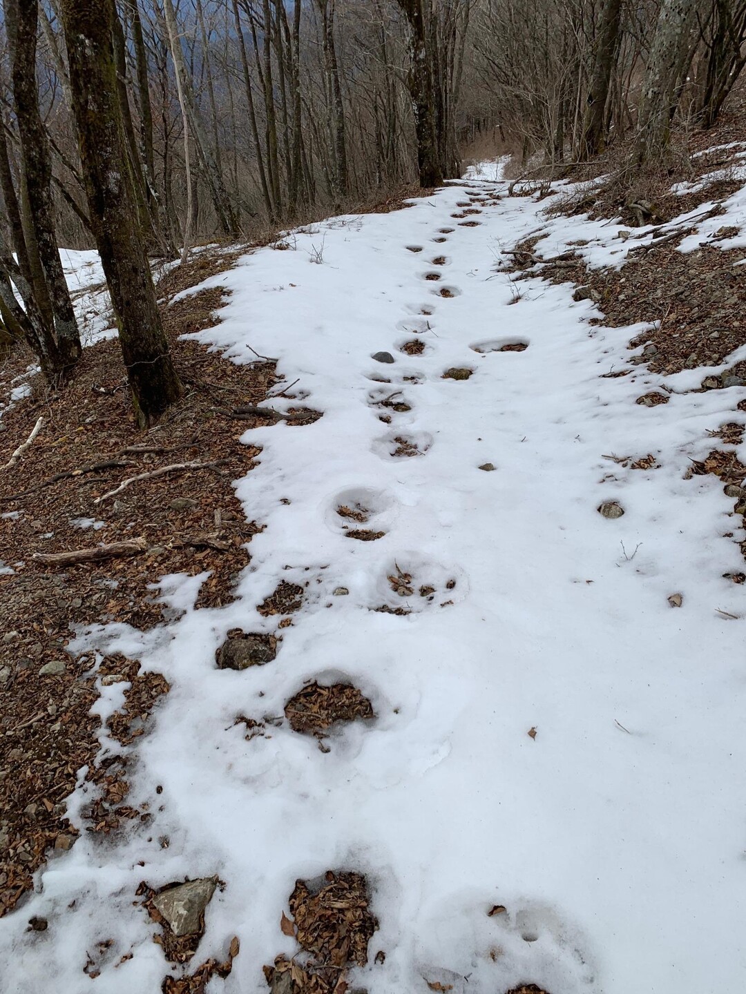 竜頭山 / ma-tinさんの竜頭山・入地山の活動データ | YAMAP / ヤマップ