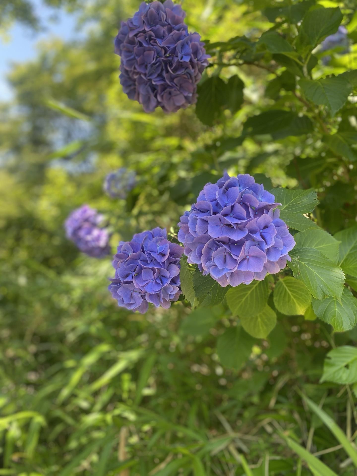 ゆる山旅日記vol.103-ぼくらの広場- / kaoringさんのウォーキングの活動データ | YAMAP / ヤマップ