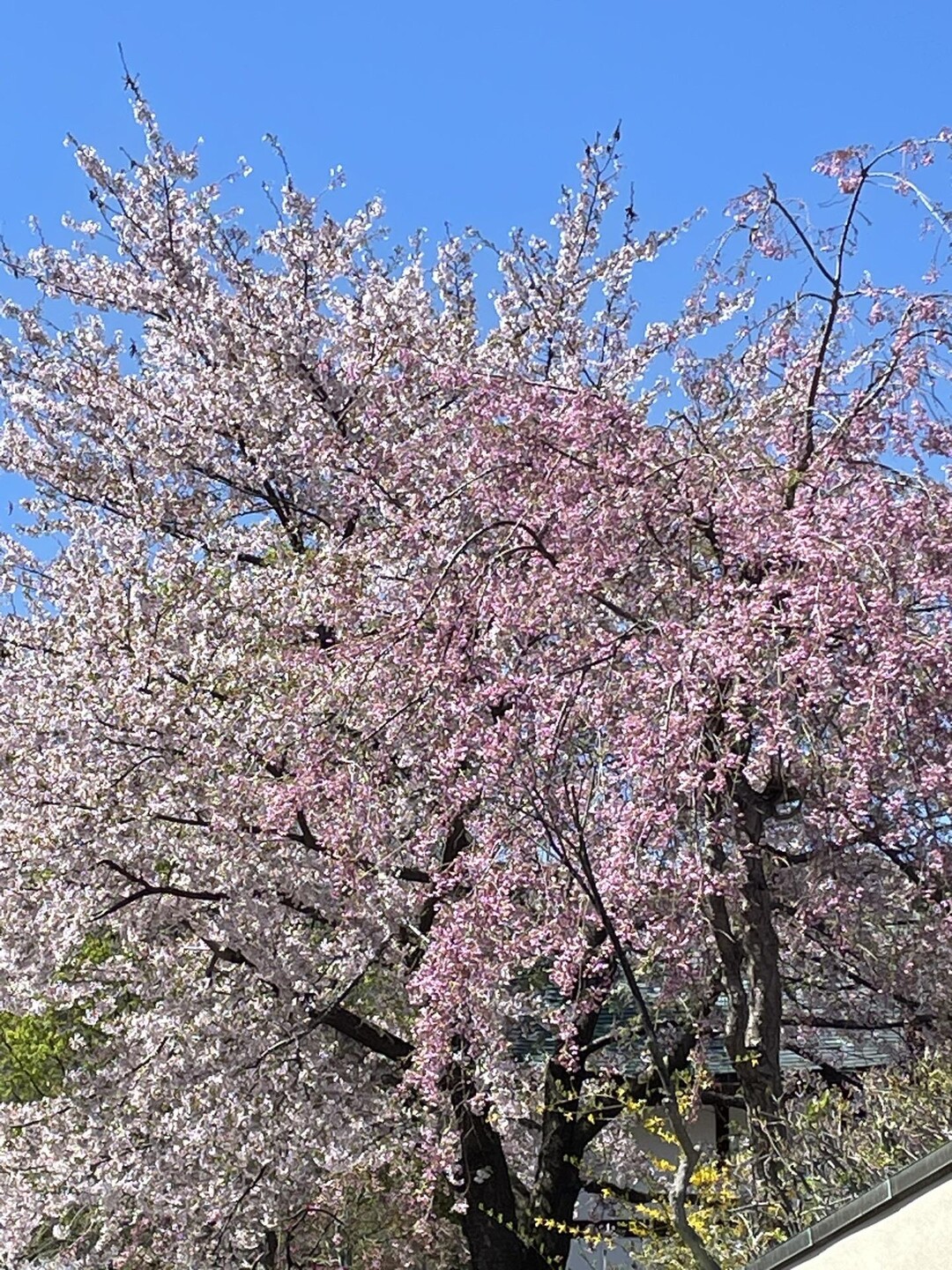 藻岩山 GW4日目 青空が・・ / ゆっぴーさんの藻岩山の活動データ | YAMAP / ヤマップ