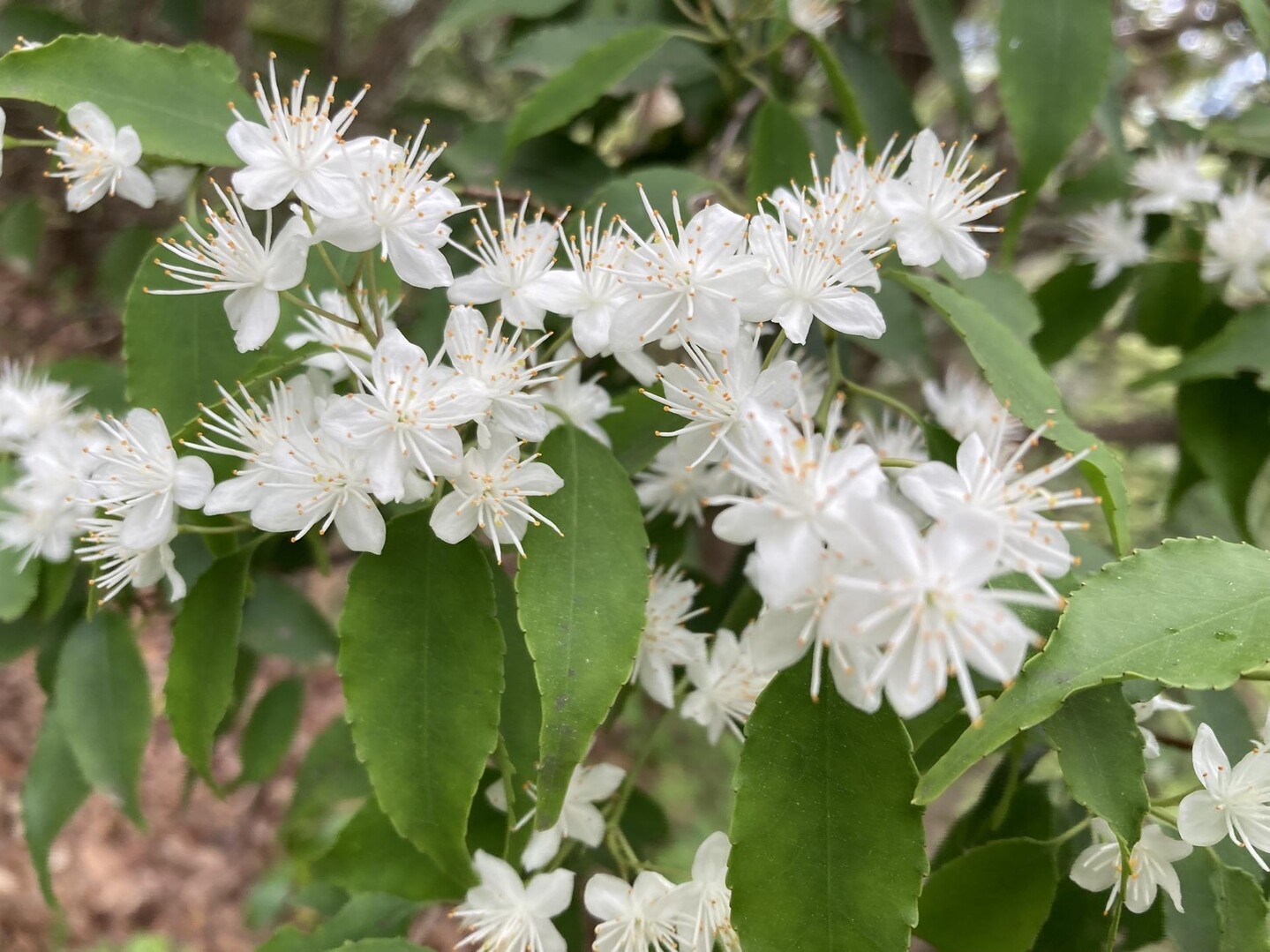 窓ヶ山東峰・窓ヶ山西峰 / Akkyさんの窓ヶ山・向山の活動データ | YAMAP / ヤマップ