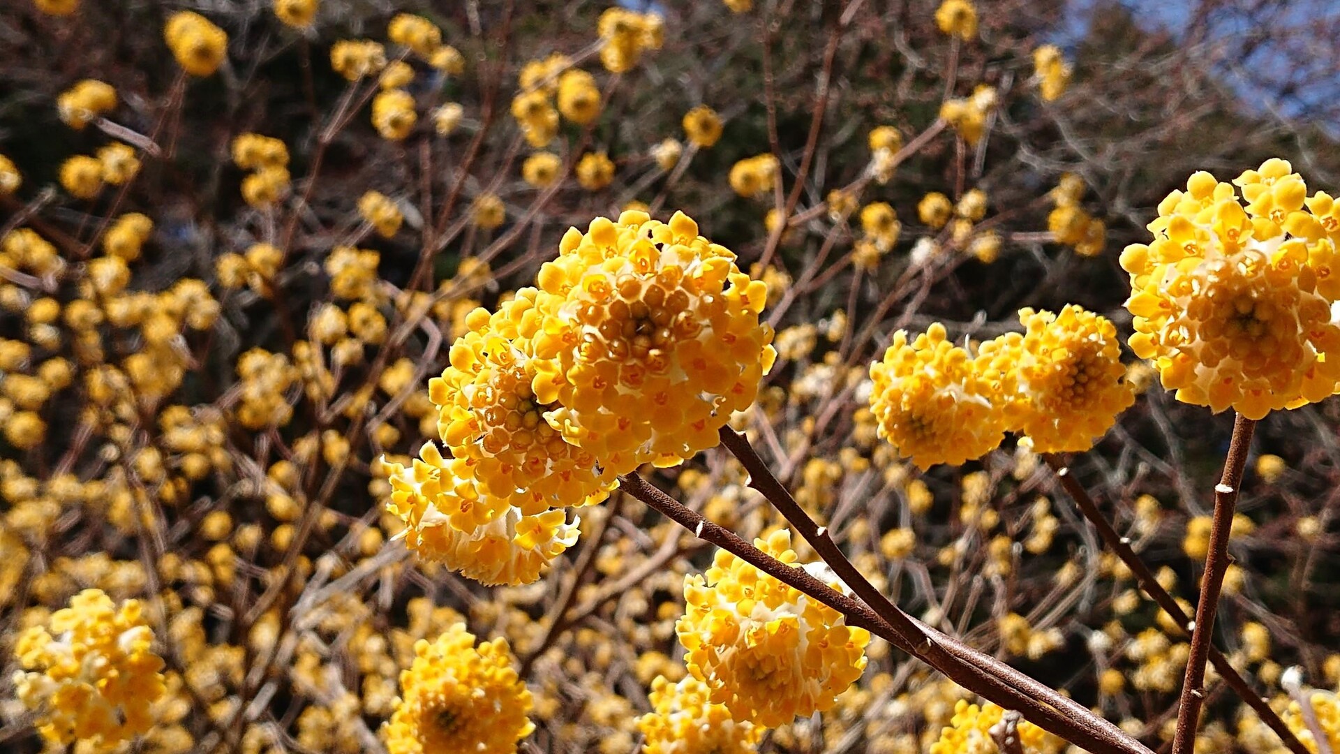 日向薬師～不動尻～広沢寺 / ashさんの大山の活動データ | YAMAP / ヤマップ