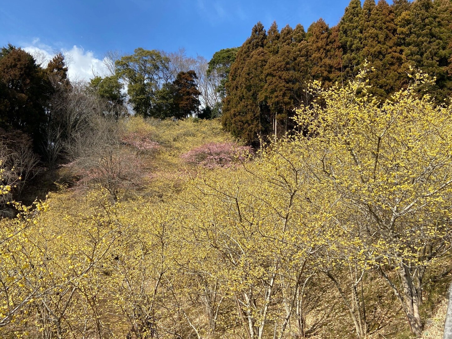 シダンゴ山（南丹沢縦走） / kazu-bayさんの高松山・大野山の活動データ | YAMAP / ヤマップ