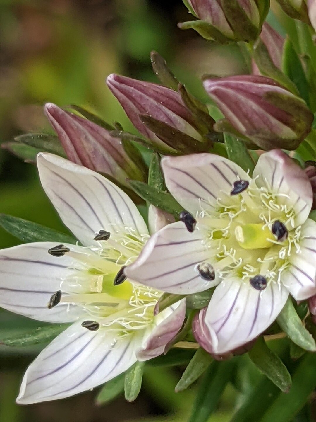 泉ヶ岳の紅葉🍁始まり / yugohさんの船形山（御所山）・泉ヶ岳・蛇ヶ岳の活動データ | YAMAP / ヤマップ
