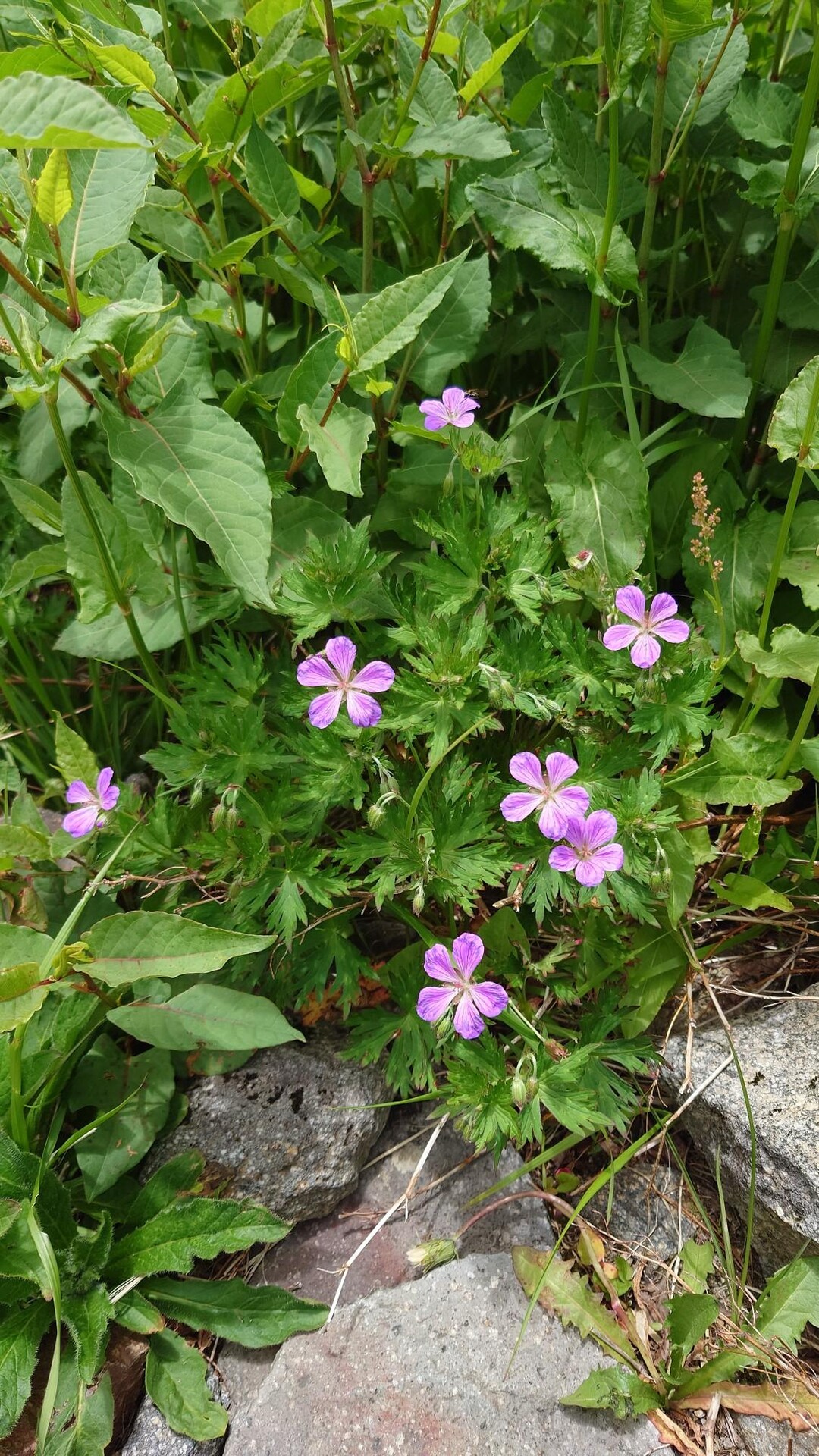 白山（御前峰） / kit-yさんの白山・別山・銚子ヶ峰の活動データ | YAMAP / ヤマップ