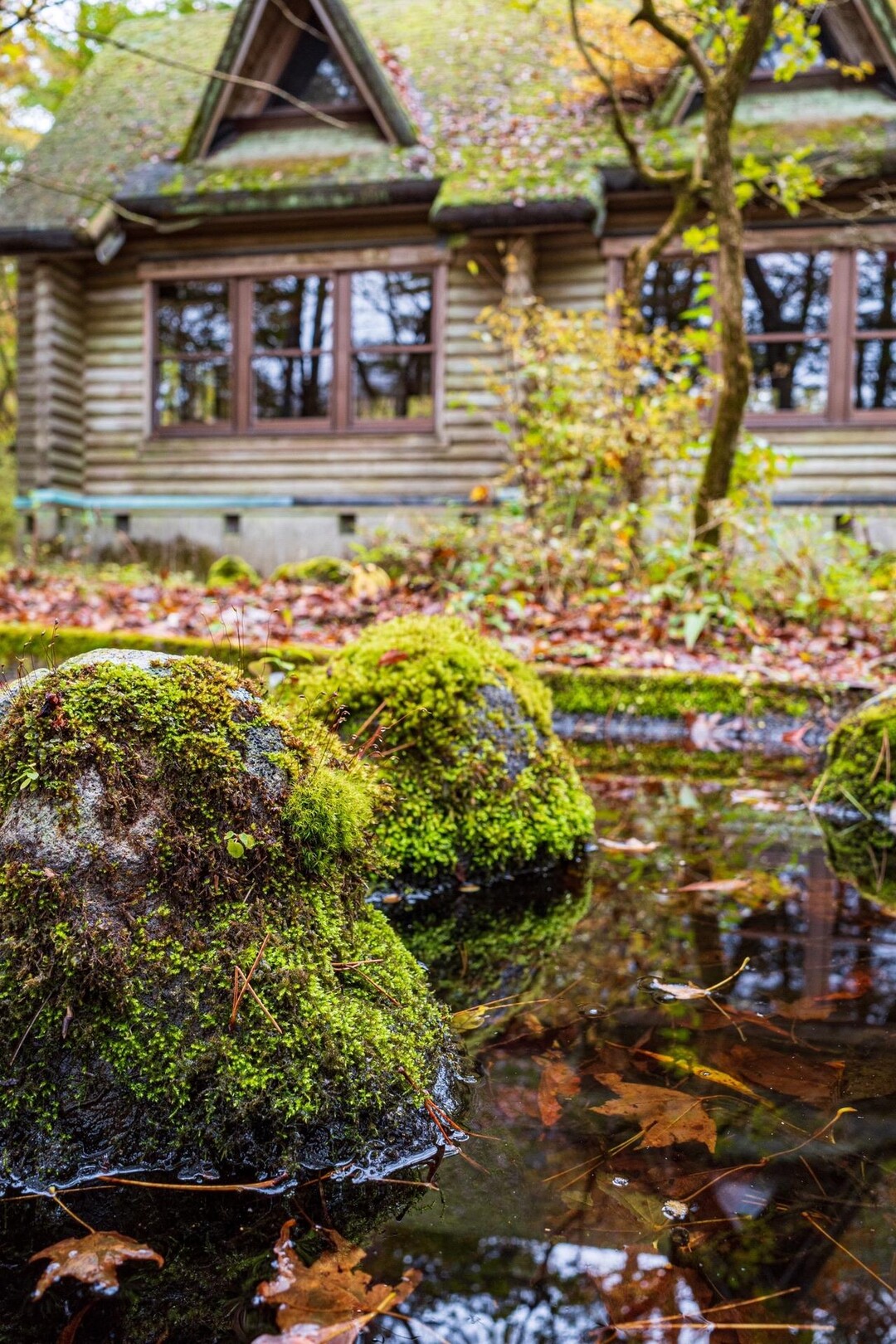 自然研究路・霧島神宮の森散策路・中岳中腹探勝路-2022-11-03 / GoToさんの霧島山・韓国岳・高千穂峰・夷守岳・烏帽子岳の活動データ | YAMAP / ヤマップ