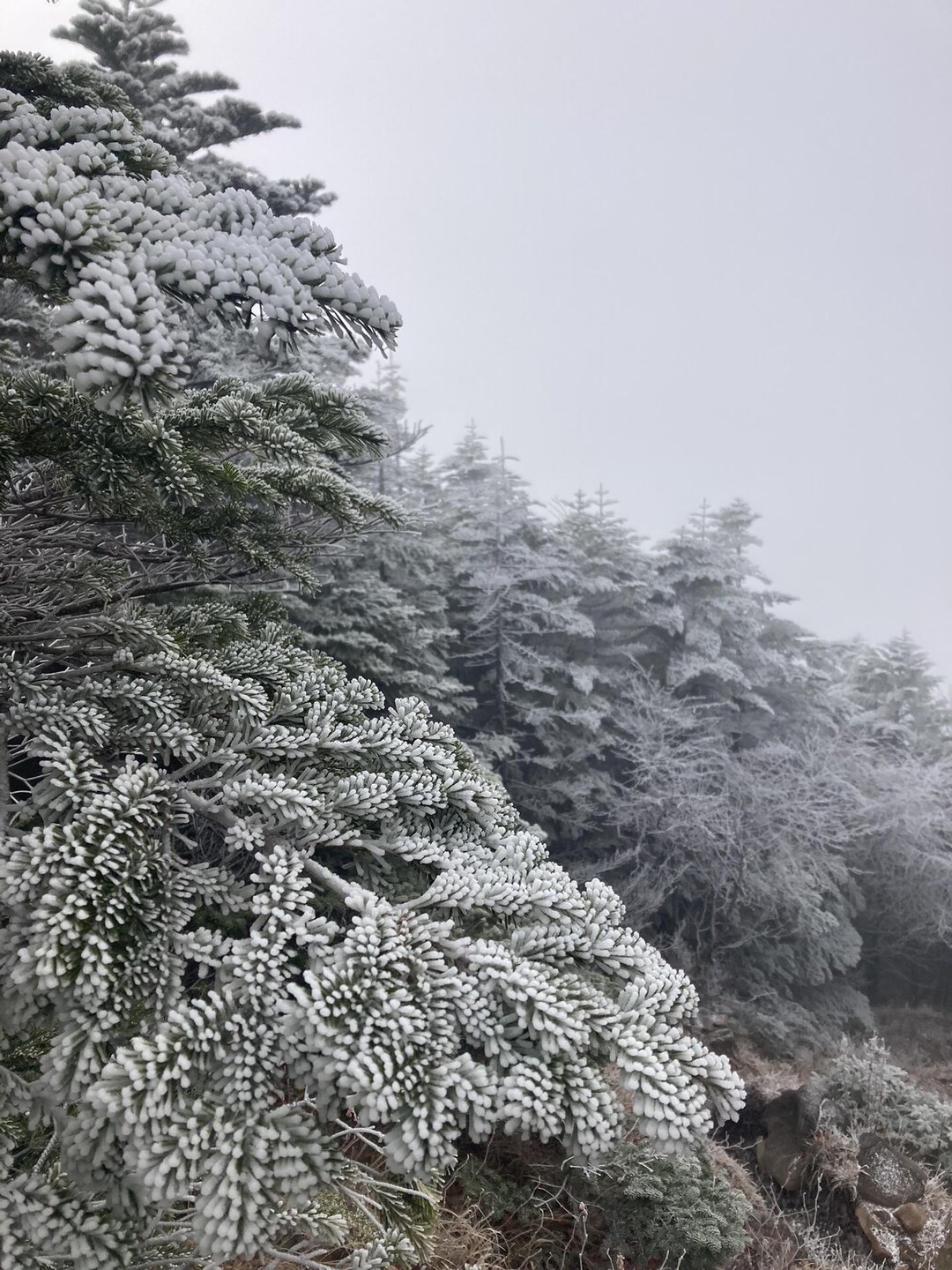 ガスの中の蓼科山 / marukoさんの蓼科山・横岳・縞枯山の活動データ | YAMAP / ヤマップ
