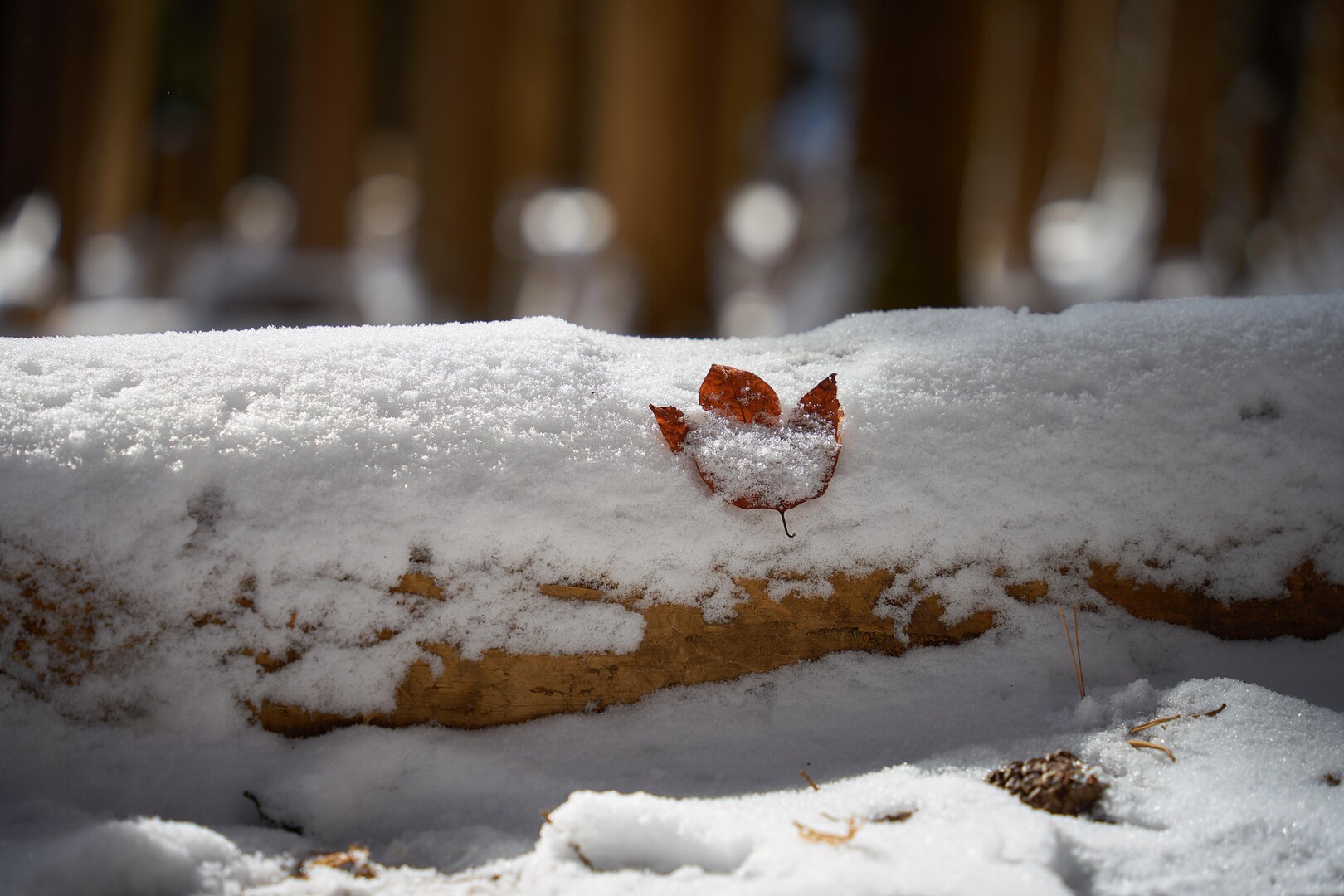 雪の翌日の屏風山 ️笹平登山口から歩いてみる / estudioさんの屏風山の活動日記 | YAMAP / ヤマップ