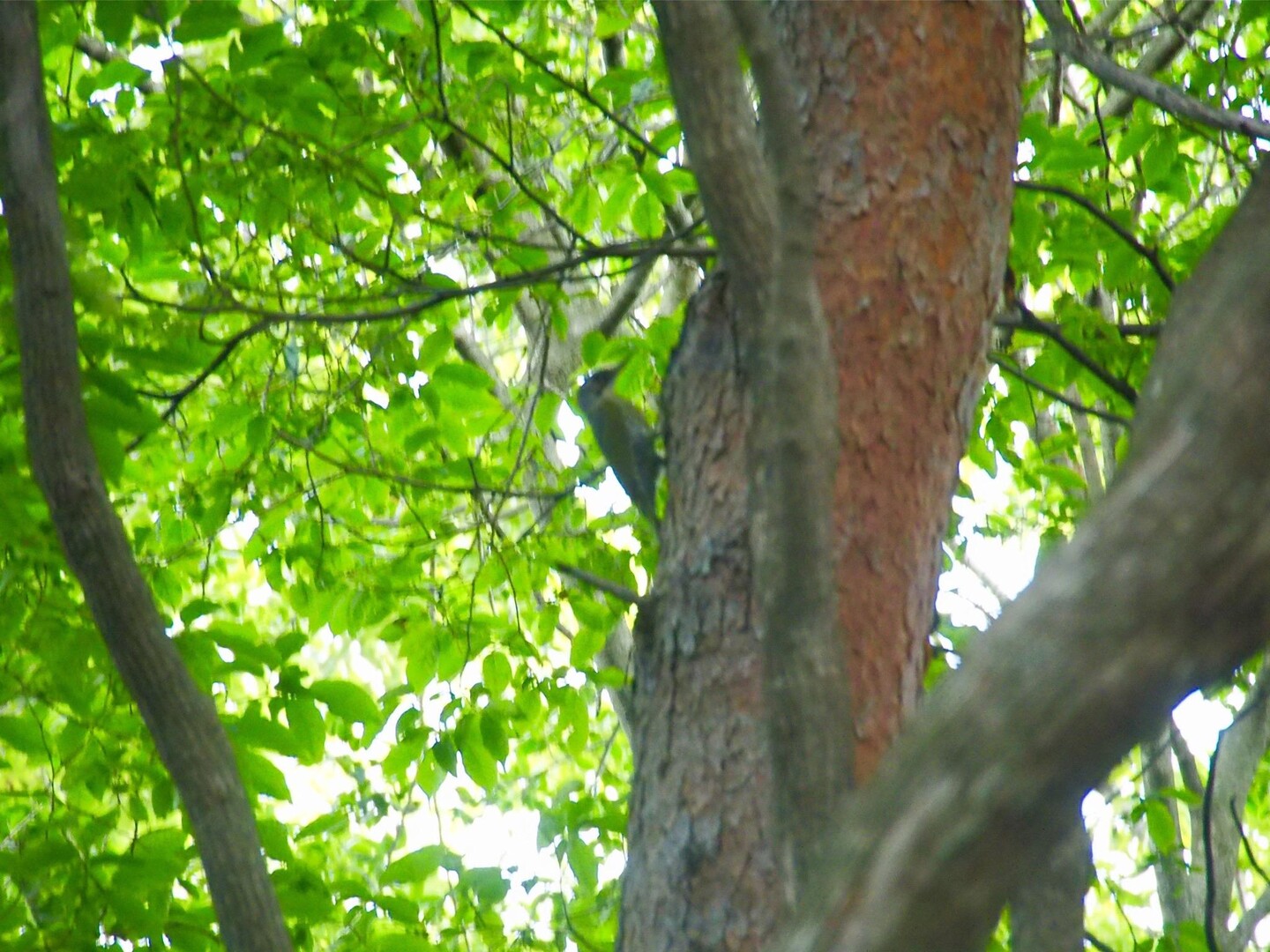 池田山 / shouichiさんの池田山の活動データ | YAMAP / ヤマップ