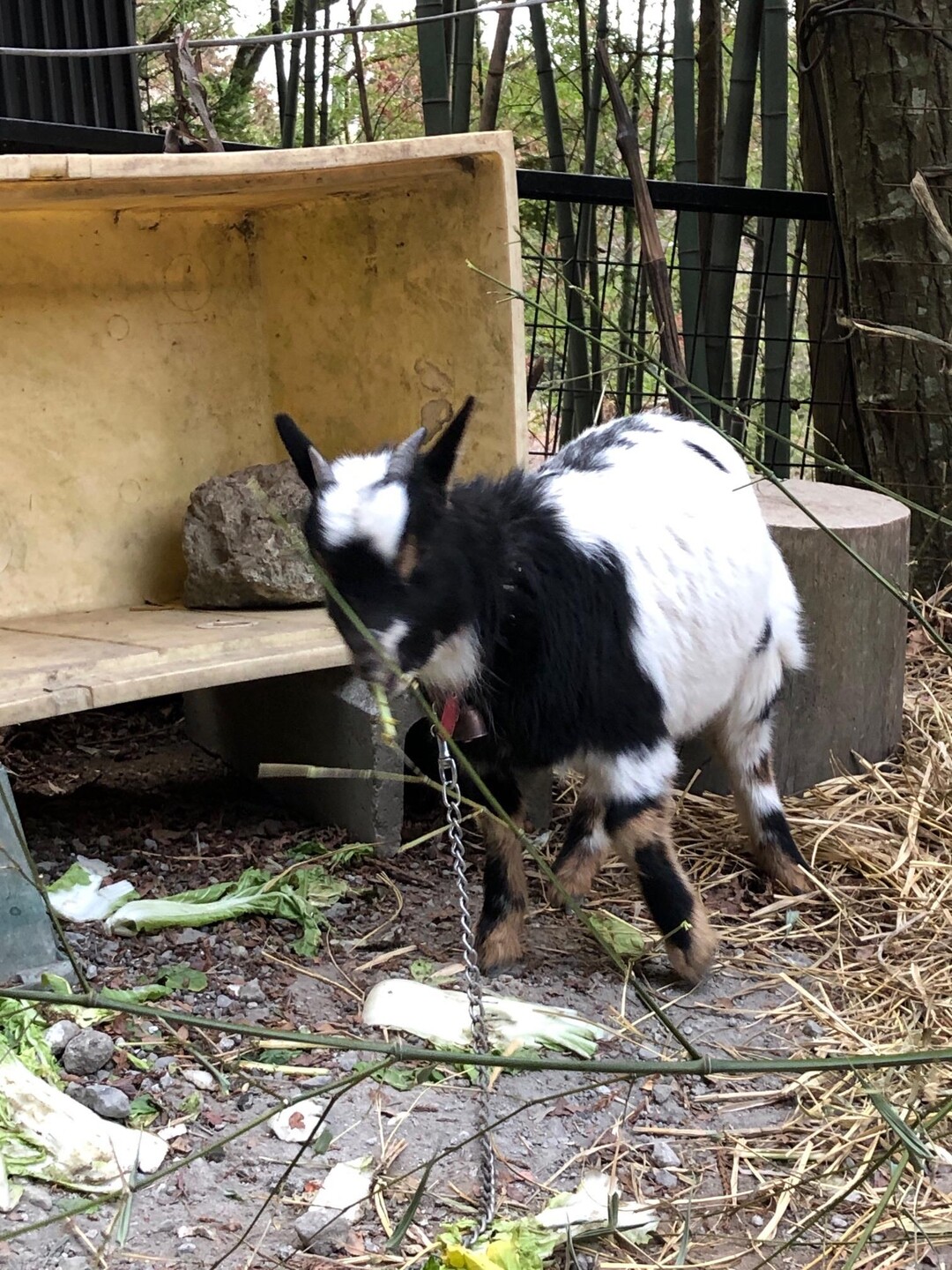 武蔵御嶽神社近くの日の出山に向かう道中に... / yhmgcさんのモーメント | YAMAP / ヤマップ