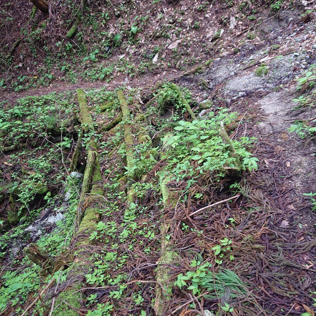 Minoruさんの投稿したフィールドメモ | YAMAP / ヤマップ