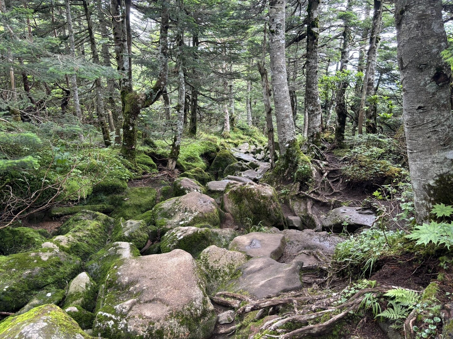 maaasanさんの投稿したフィールドメモ | YAMAP / ヤマップ