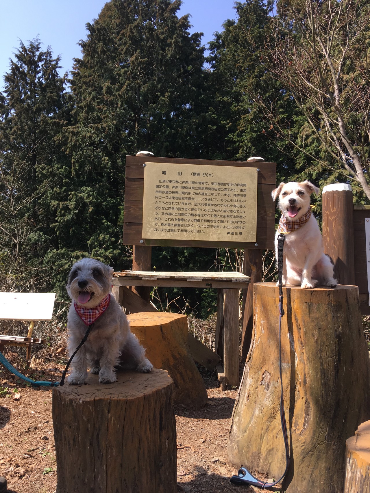 日影から城山・景信山・木下沢林道 / なぎなみかいさんの高尾山・陣馬山・景信山の活動データ | YAMAP / ヤマップ