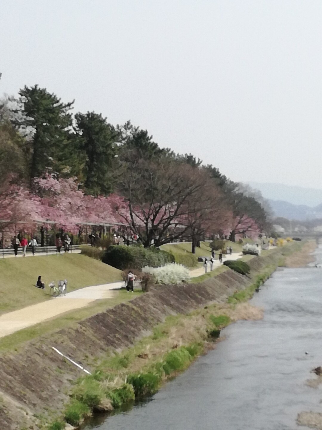 今日もサクラ🌸 / kyoukoさんの京都市の活動データ | YAMAP / ヤマップ