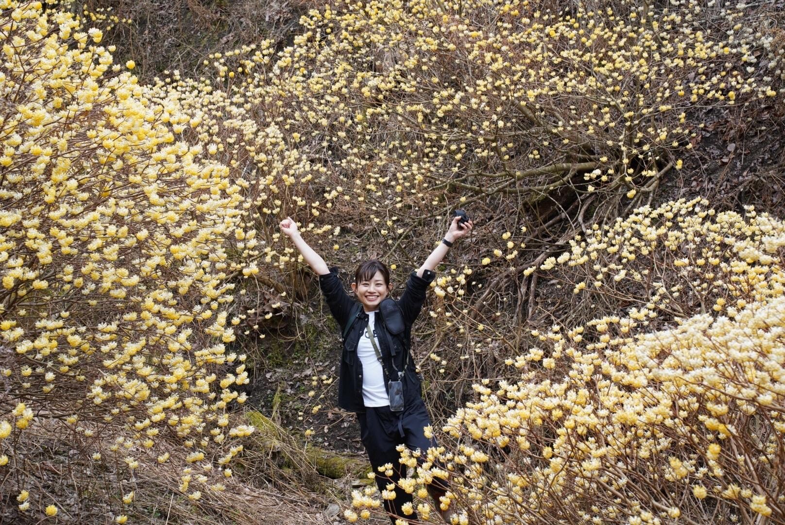 青貝山のミツマタ🐾 / 関西登山記のmasakiさんの能勢妙見山・歌垣山・天台山の活動データ | YAMAP / ヤマップ