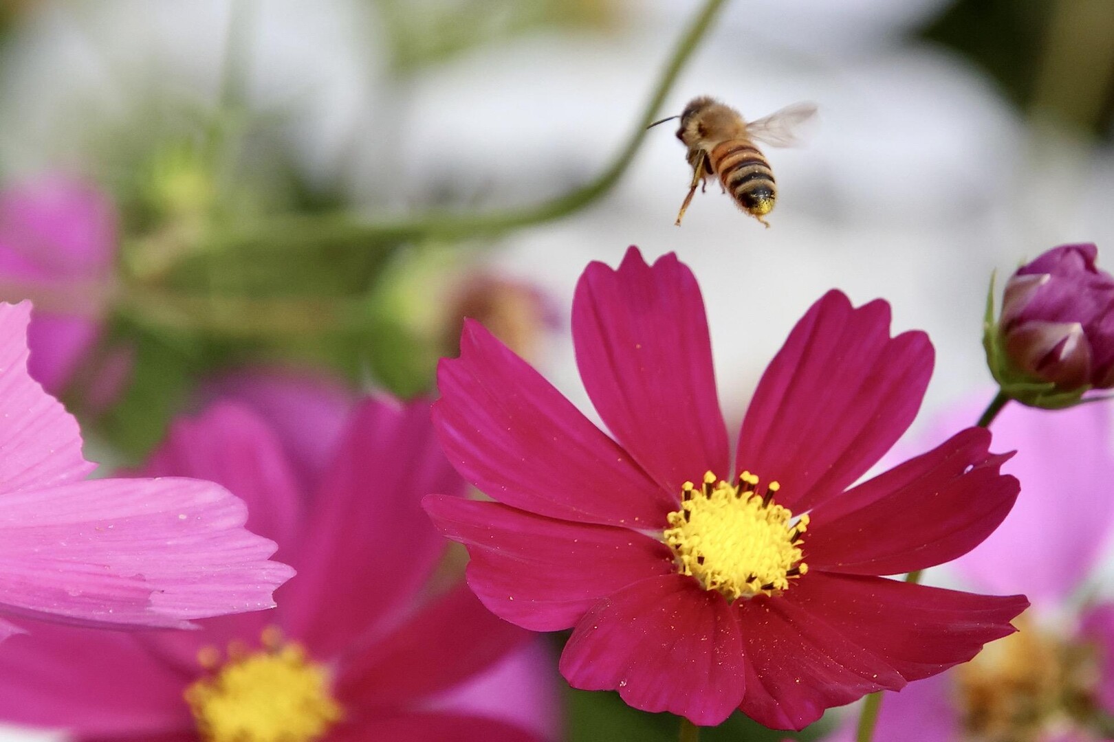 広島植物公園part1ミツバチ🐝編 コ... / GONKEさんのモーメント | YAMAP / ヤマップ