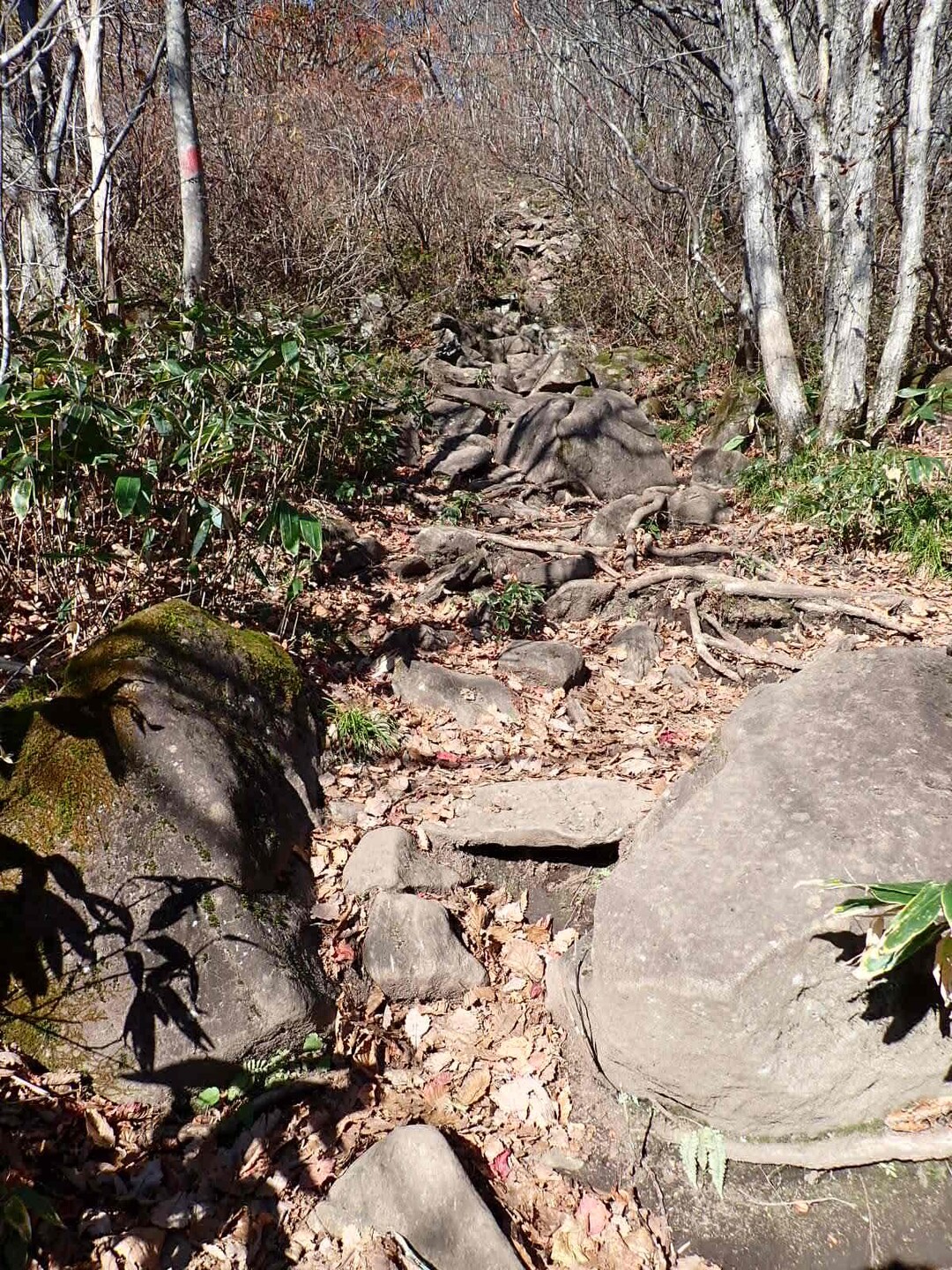 泉ヶ岳 滑降コースピストン / niceageさんの船形山（御所山）・泉ヶ岳・蛇ヶ岳の活動日記 | YAMAP / ヤマップ