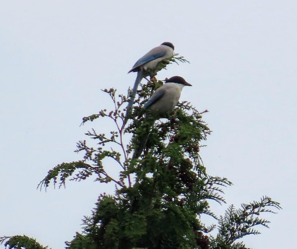 永遠の初心者バーダー はじめましてのオナ... / よさんのモーメント | YAMAP / ヤマップ
