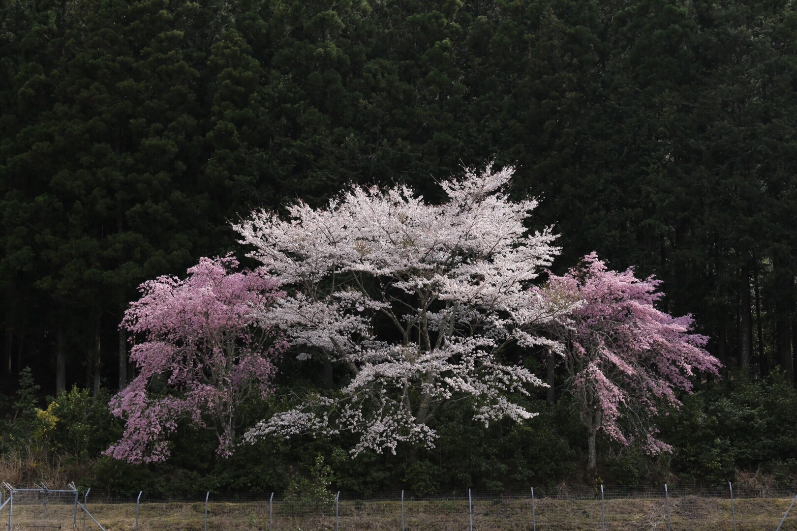 カタクリには早かった七洞岳 / tinamtさんの七洞岳・獅子ヶ岳の活動データ | YAMAP / ヤマップ