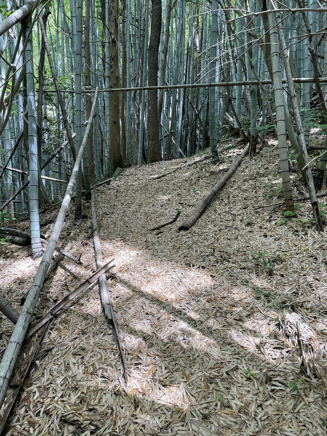 田島山 / JBT会員番号5さんの山口市の活動日記 | YAMAP / ヤマップ