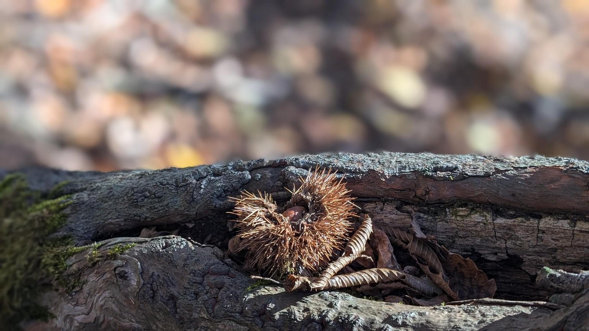 高塚山・ソノド / ほくろげMk-Ⅱさんの霊仙山の活動データ | YAMAP / ヤマップ