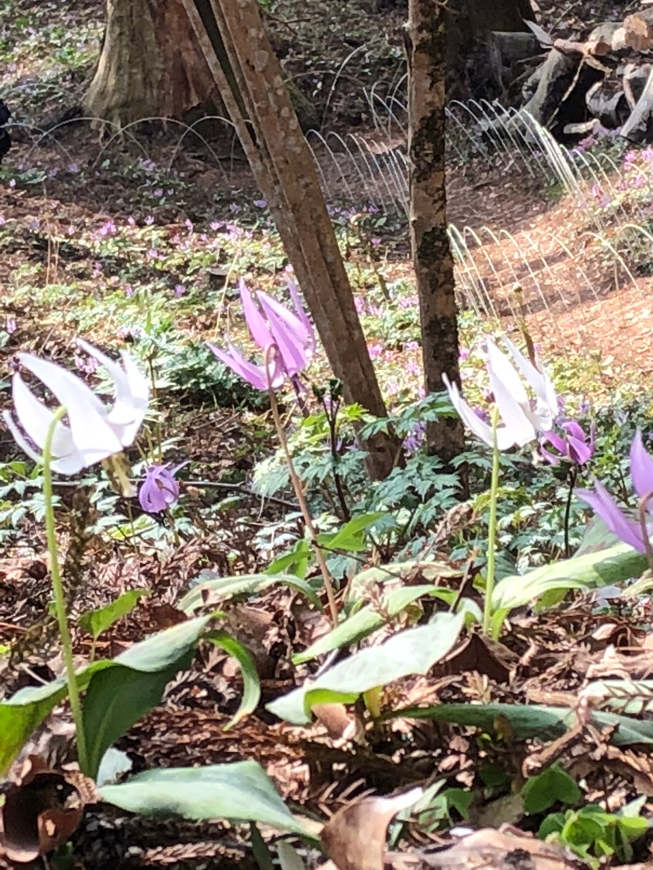 kyのページ | YAMAP / ヤマップ