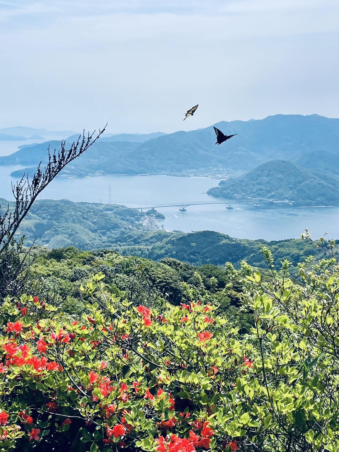 久しぶりの琴石山 / しげるさんの琴石山・三ヶ岳の活動データ | YAMAP / ヤマップ