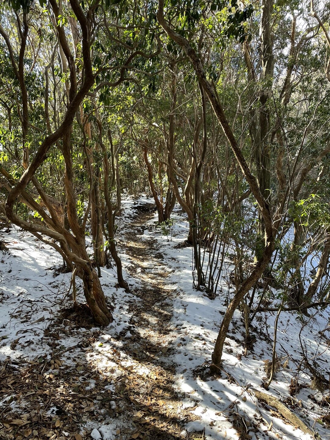 八方ヶ岳 / kinjunさんの八方ヶ岳の活動データ | YAMAP / ヤマップ