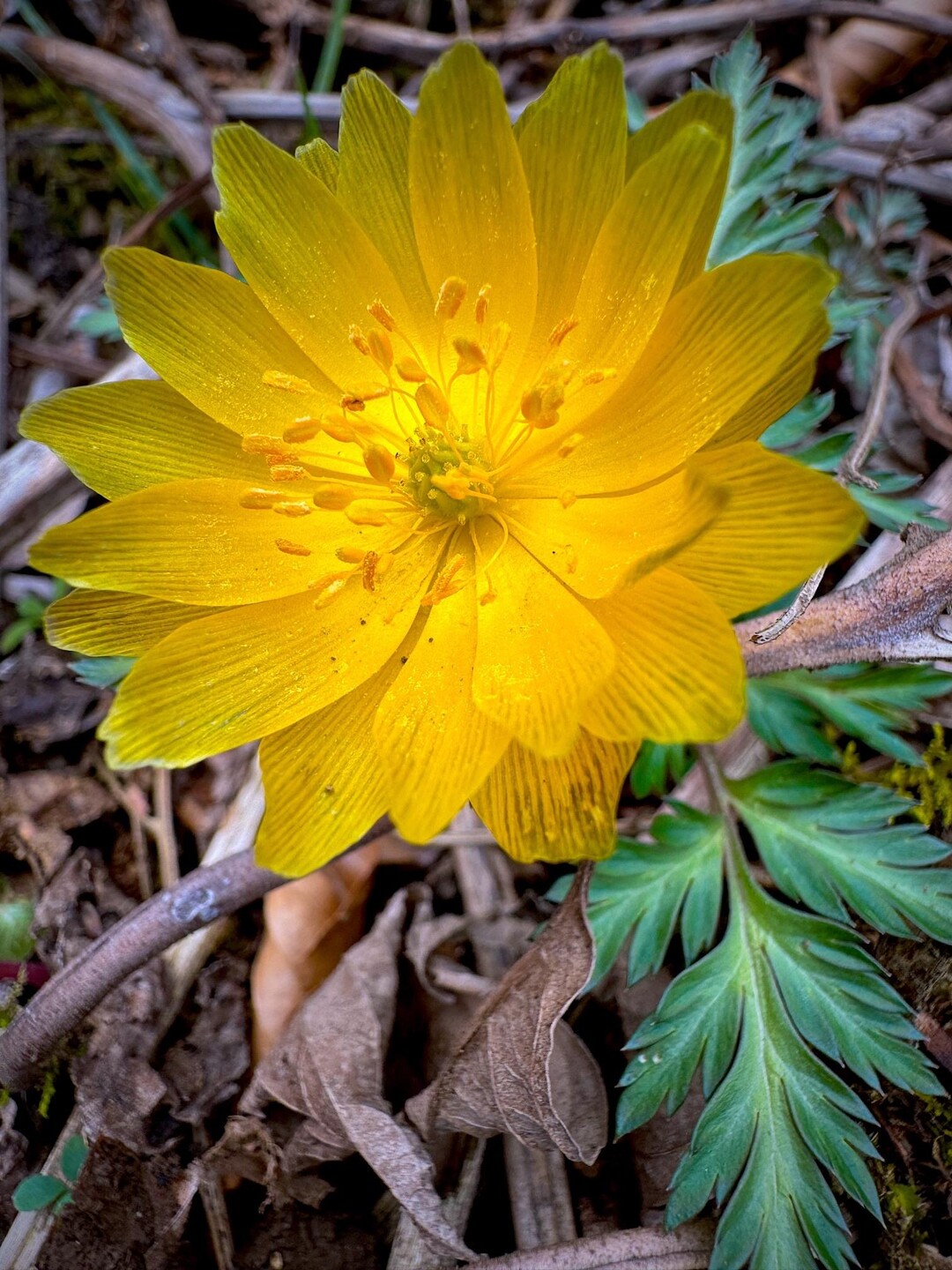 弥生のephemeral yellow🌼(仰烏帽子山・兎群石山) / nabe zephyrさんの仰烏帽子山の活動日記 | YAMAP / ヤマップ