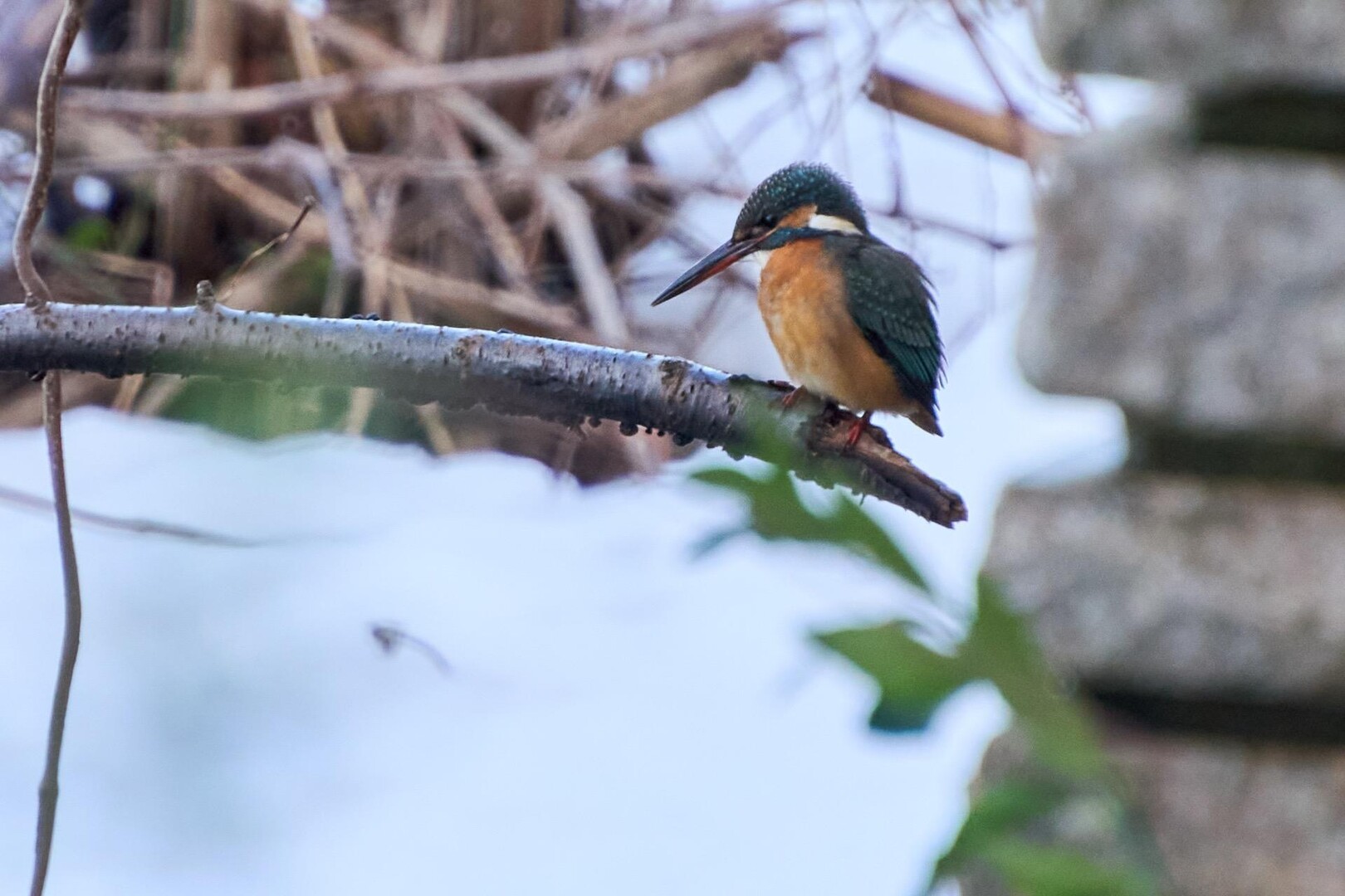探鳥を始めて約2年…ずっと探し続けていた... / rirunaoさんのモーメント | YAMAP / ヤマップ