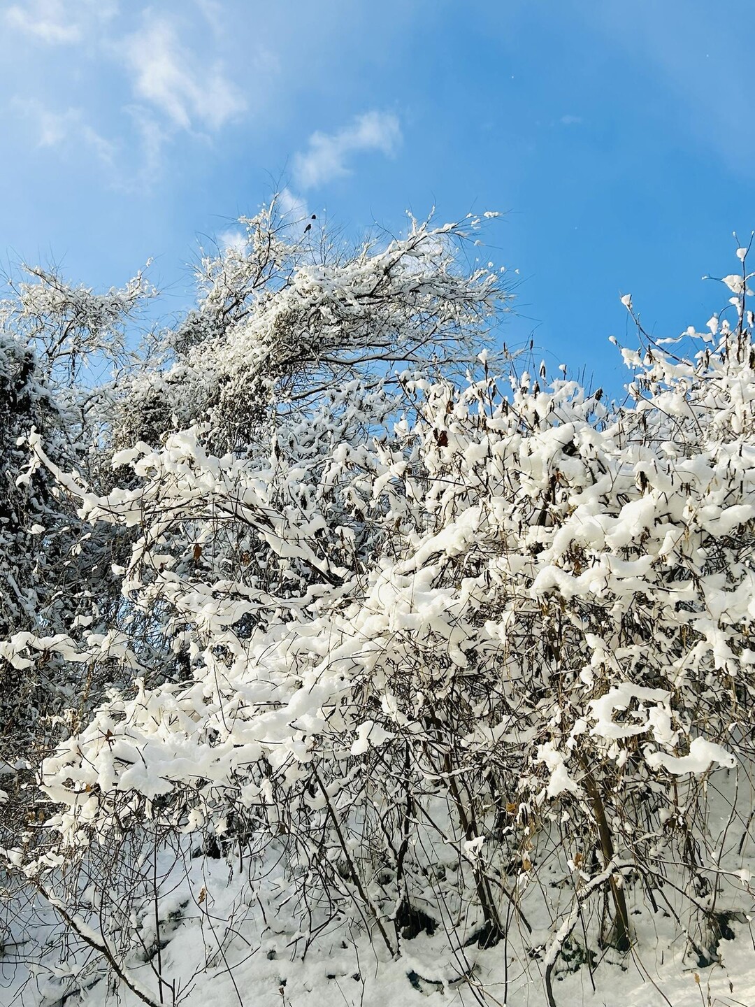 今朝の出勤中(登山靴で) あまりにも美し... / タニタマさんのモーメント | YAMAP / ヤマップ