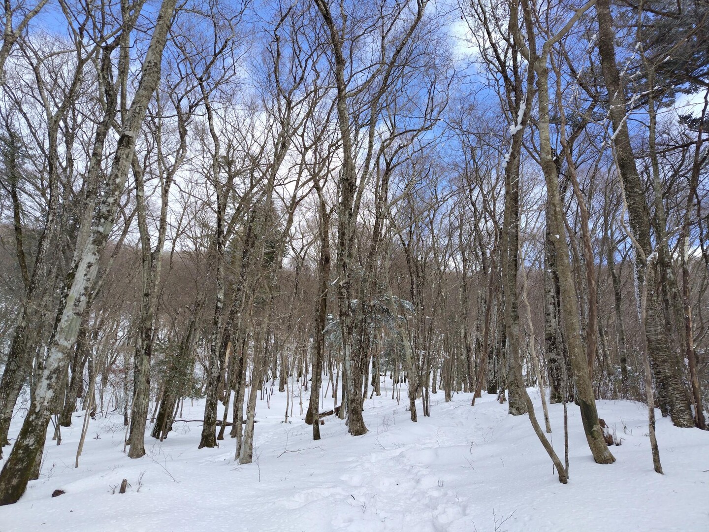 兄妹ハイク〜2024 登り納め〜 / mktさんの天狗棚・1200高地（天狗ノ奥山）・碁盤石山の活動データ | YAMAP / ヤマップ