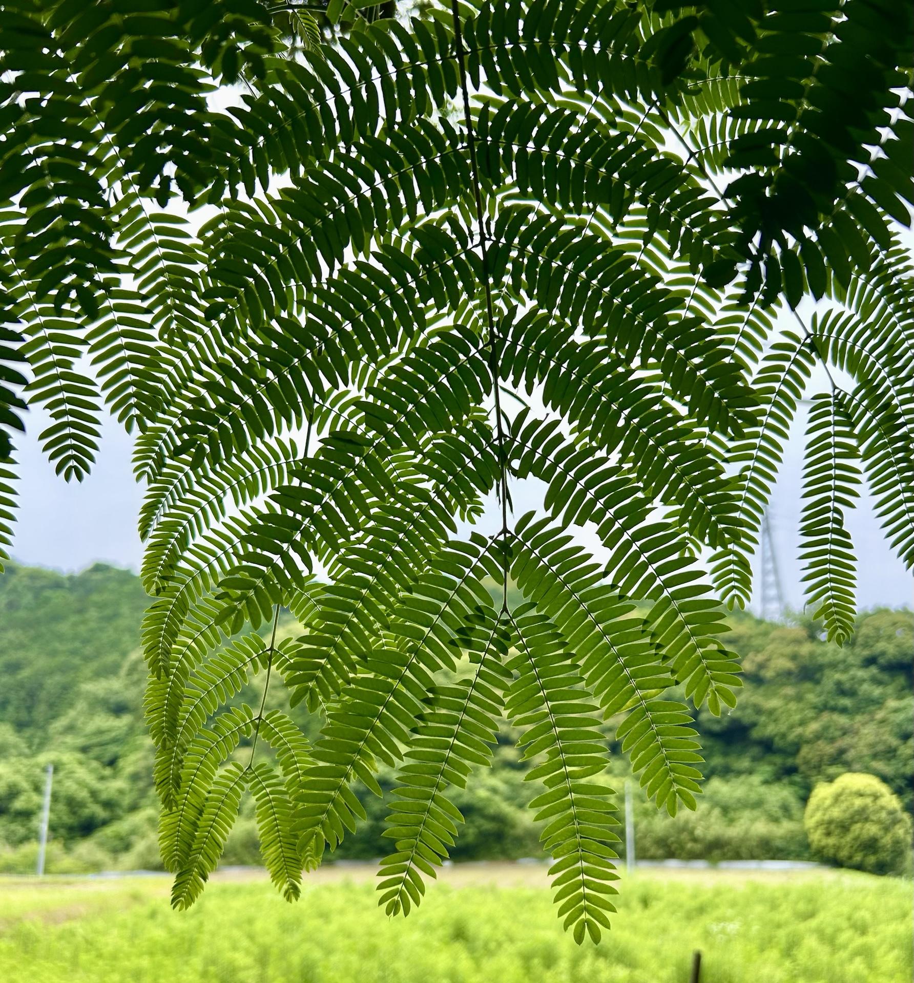 ヤギコースで さのさんぽ((´∀`*))姫岳登山口まで / datinさんの九六位山の活動データ | YAMAP / ヤマップ