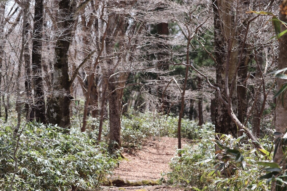 若杉原生林（岡山県英田郡西粟倉村） ととろさんの沖ノ山・若杉原生林（若杉天然林）の活動データ Yamap ヤマップ