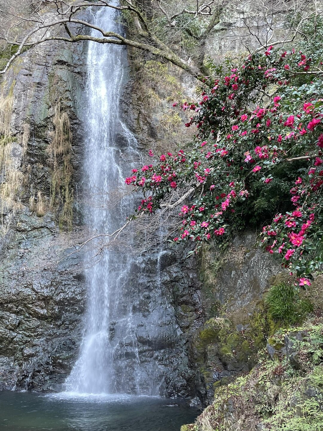 滝道ウォーキング-2024-12-27 / Yamasanさんのウォーキングの活動データ | YAMAP / ヤマップ