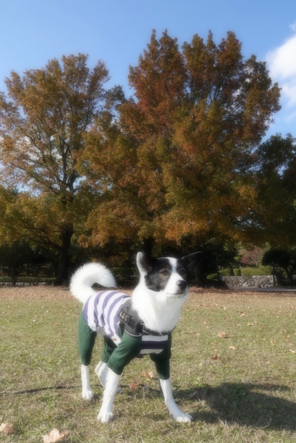 Dog afternoon 🍂☀️ ... / もみじ🐺パパ😎さんのモーメント | YAMAP / ヤマップ