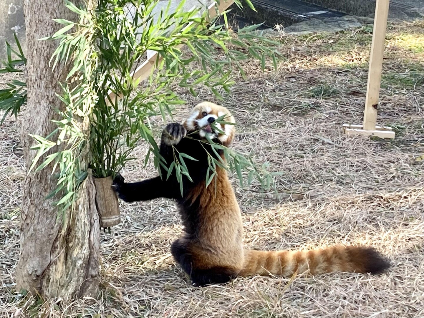大島旅🐼大島公園動物園 / Ozanさんの伊豆大島・三原山の活動データ | YAMAP / ヤマップ