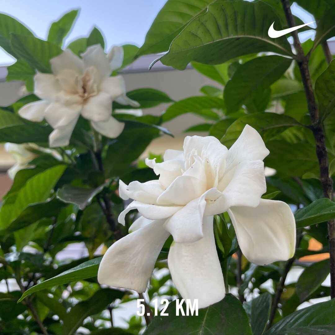 連日猛暑の東京、朝5時台しか走れない🥵... / yukodamaさんのモーメント | YAMAP / ヤマップ