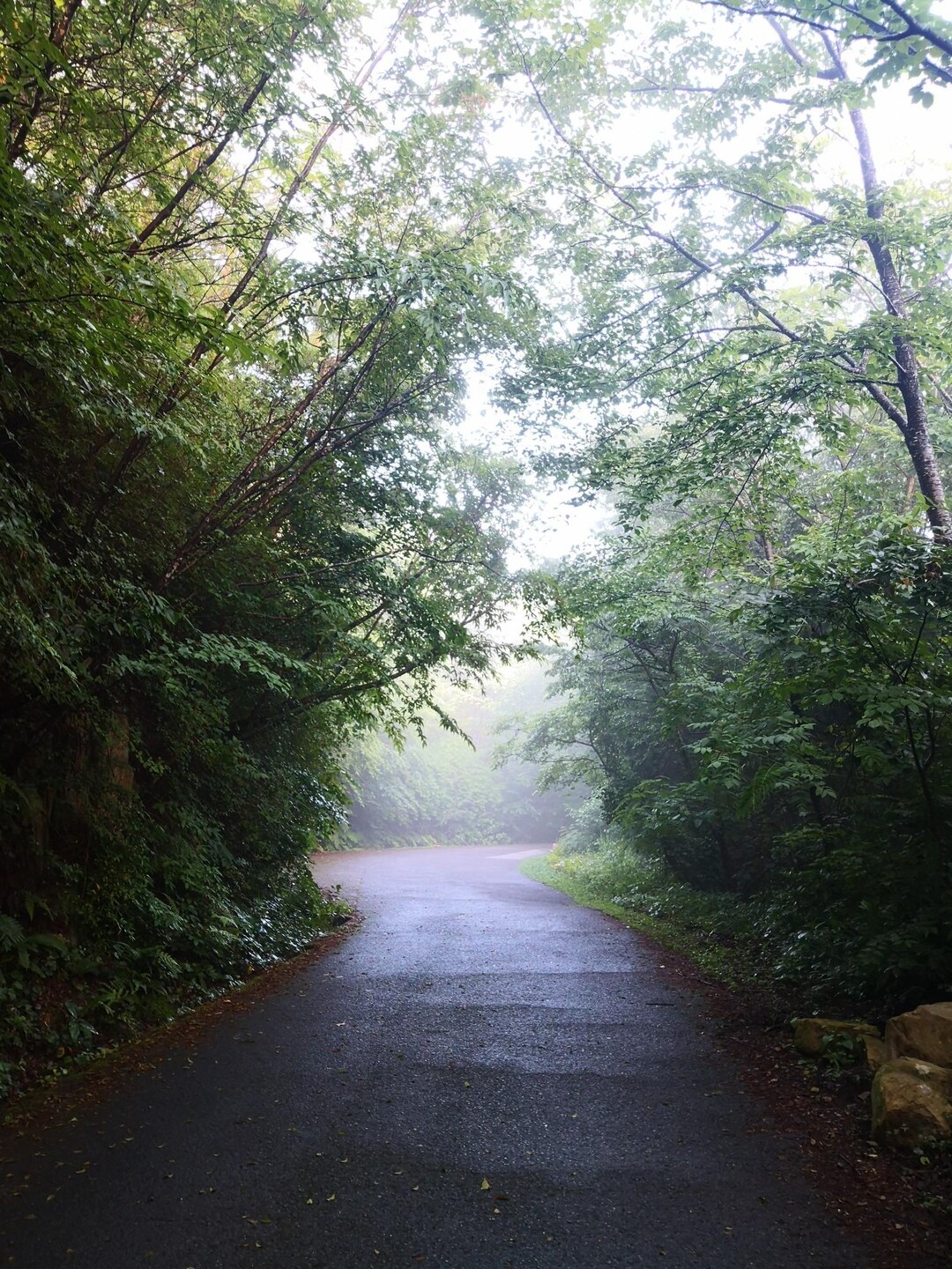 荒神山 / yoyoさんの荒神山の活動データ | YAMAP / ヤマップ
