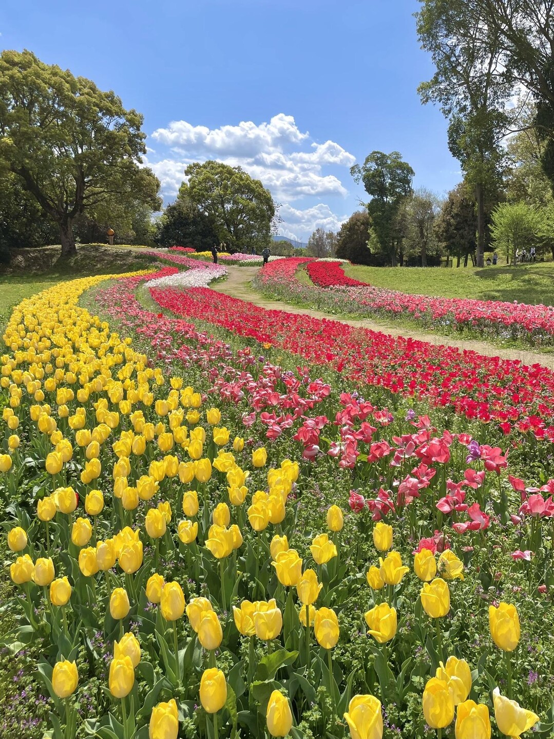 📍奈良県 🌷馬見丘陵公園 / neko.koさんのウォーキングの活動データ | YAMAP / ヤマップ