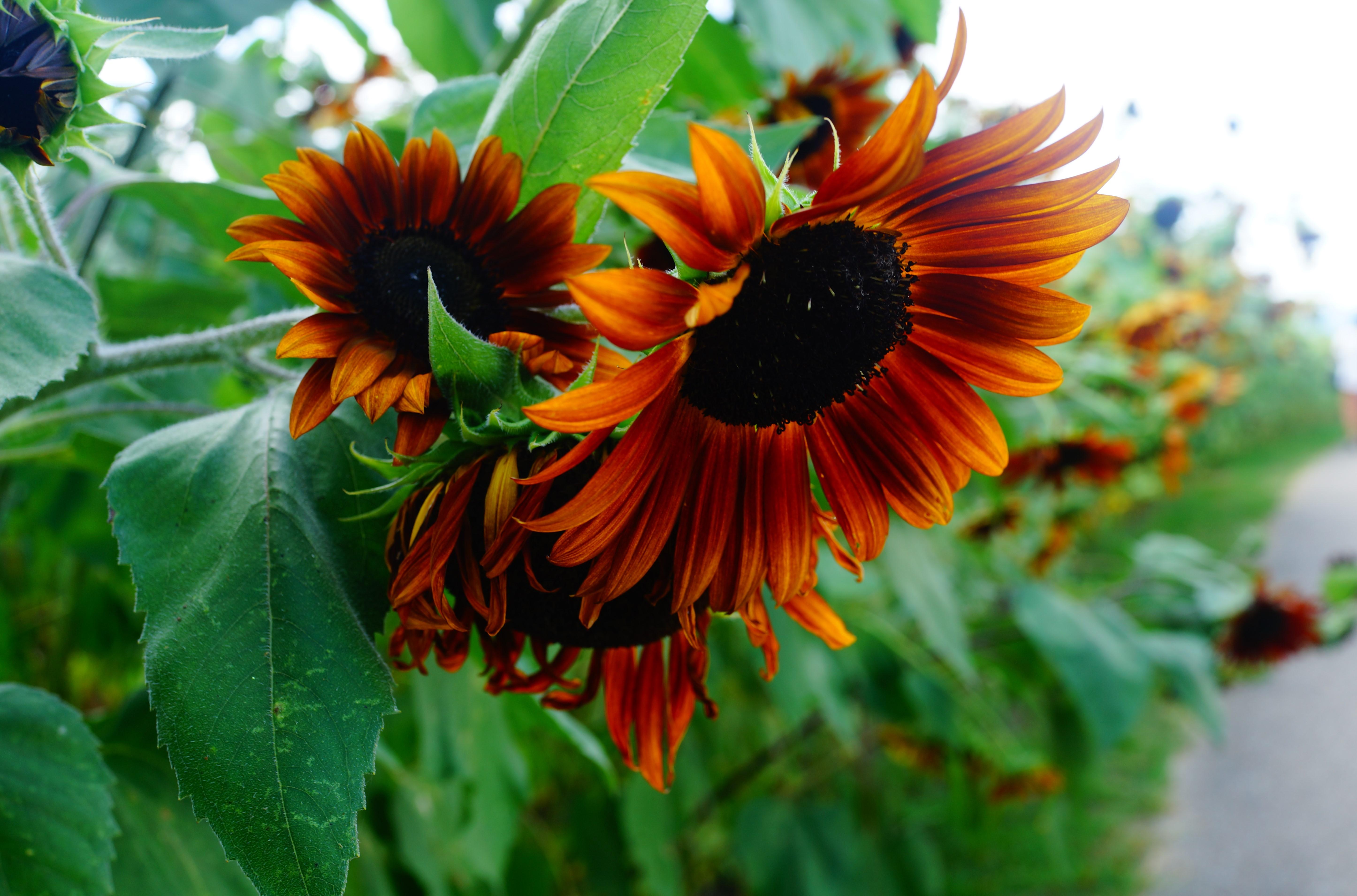 馬見丘陵公園ひまわりウィーク散策 7／29 / n-fukuokaさんの明神山・玉手山の活動データ | YAMAP / ヤマップ